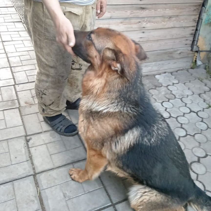 Немецкая овчарка