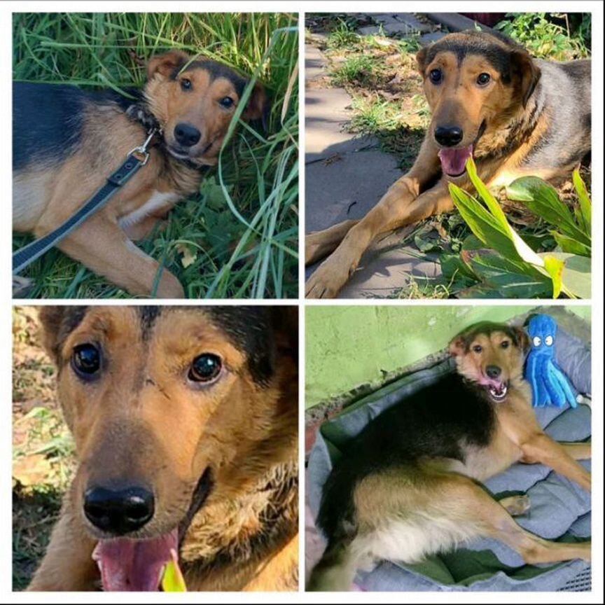 Кузьма в добрые руки