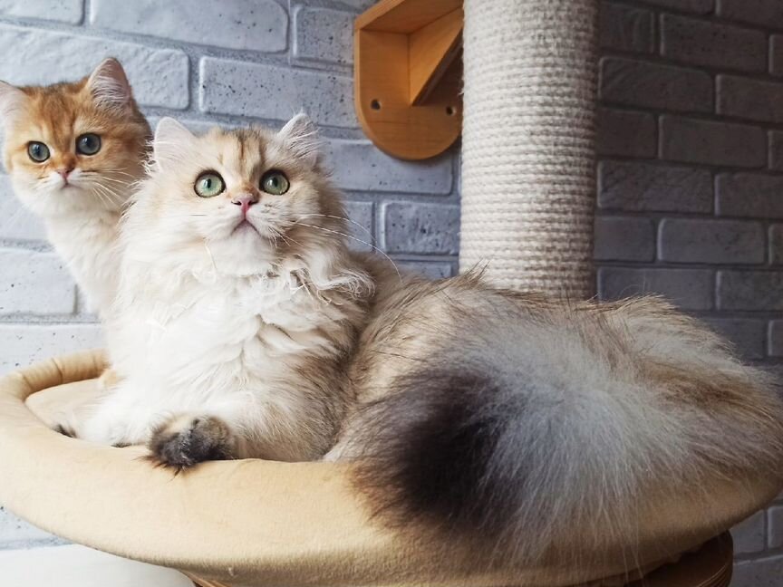 Молодая кошка золотая шиншилла