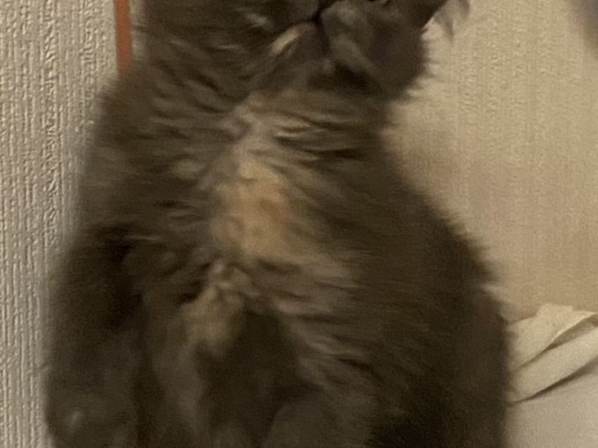 Красивая кошечка ишет дом