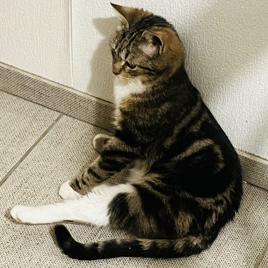 Мраморный котенок