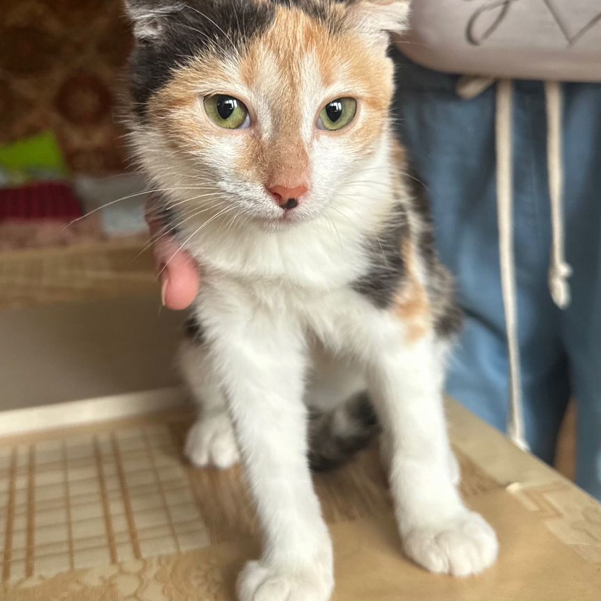 Котенок