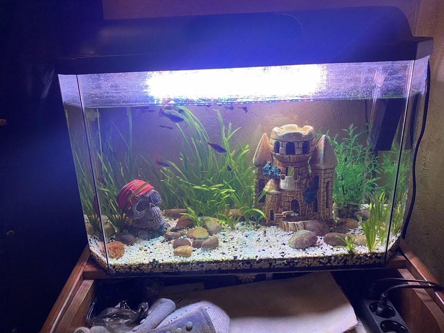 Аквариум с рыбками