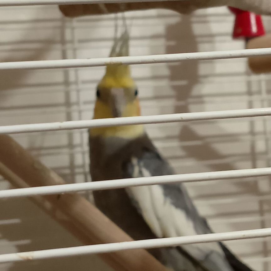 Попугай корелла