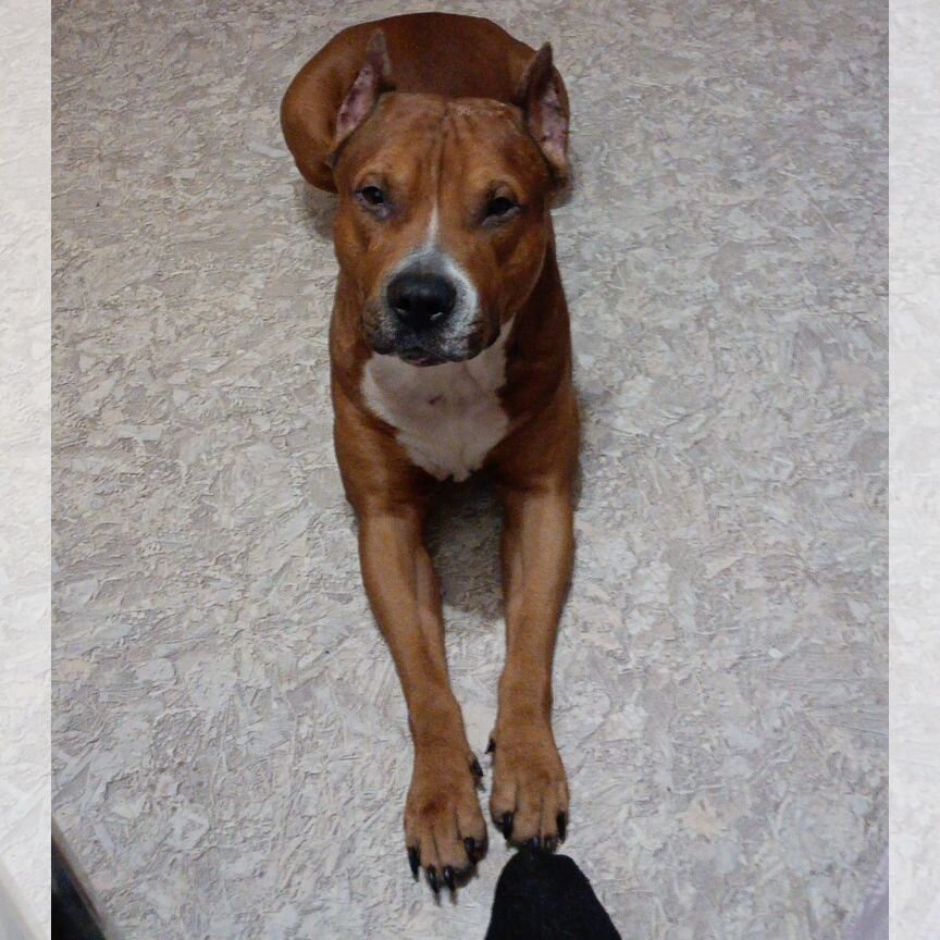 Амстав для случки кабель