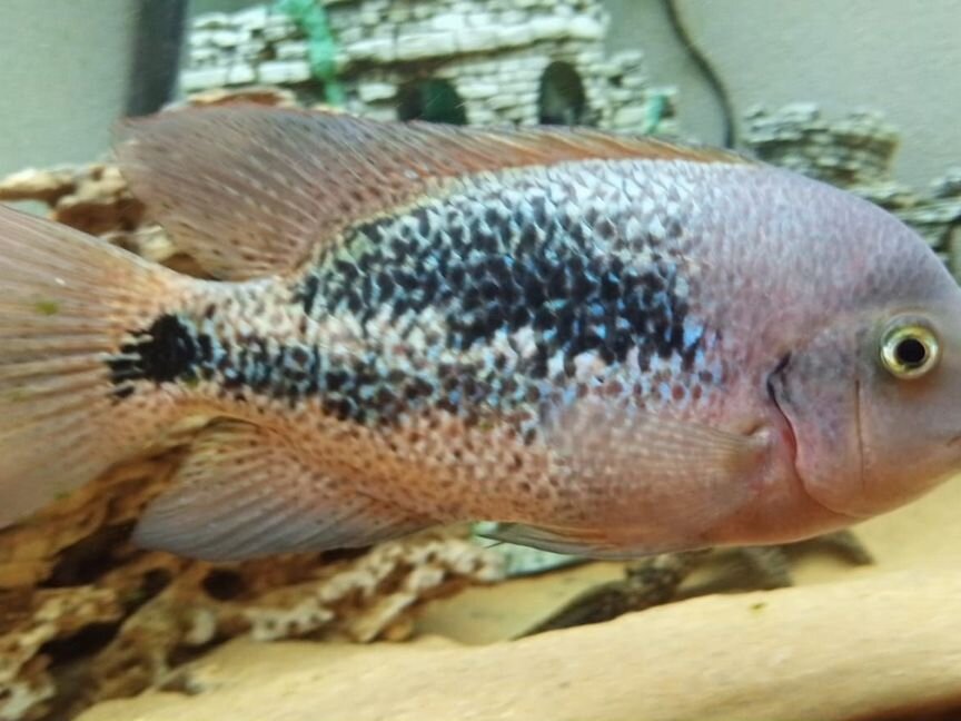 Рыба Циклазома вьеха