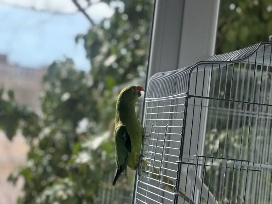 Ожереловый попугай