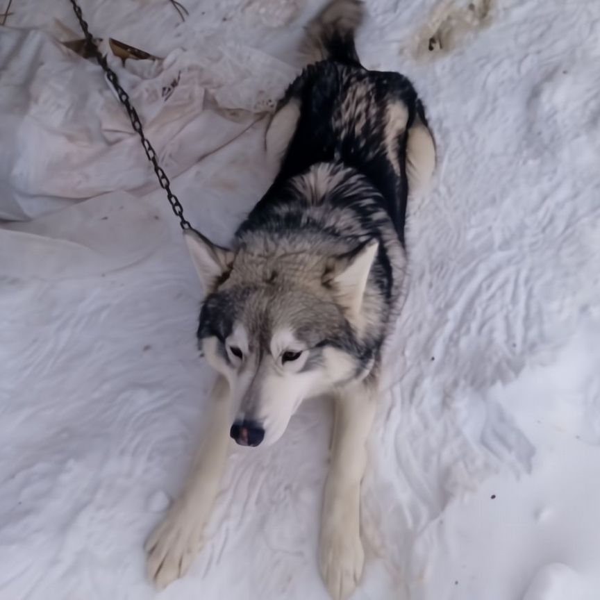 Взрослый пёс в добрые руки