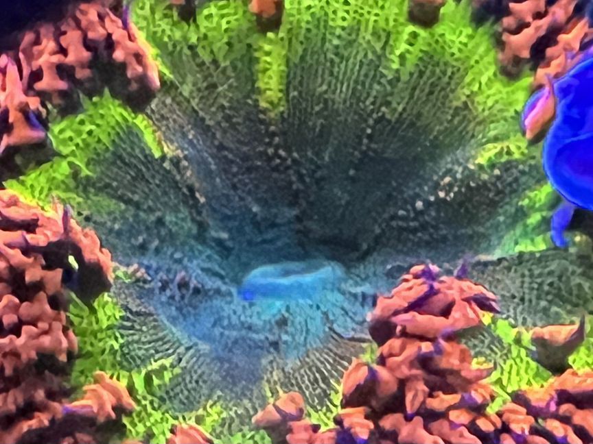 RFA Рок анемоны