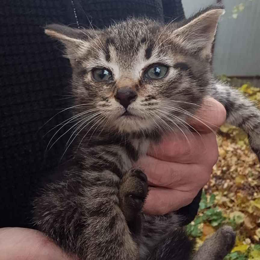 Котёнок в добрые руки