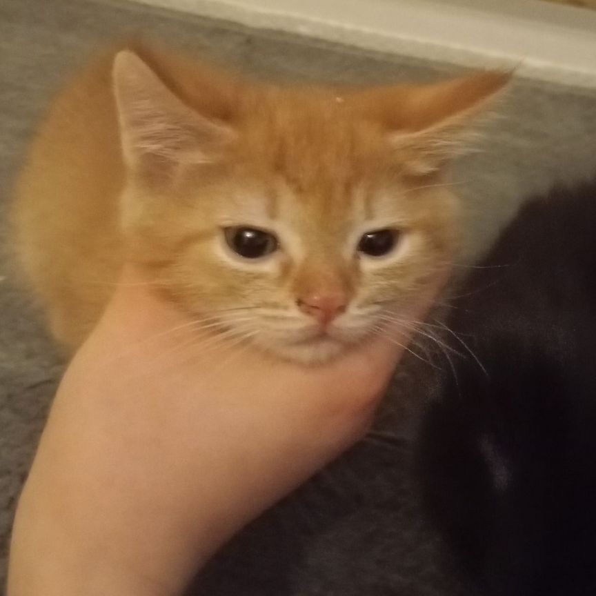 Канадский сфинкс котёнок