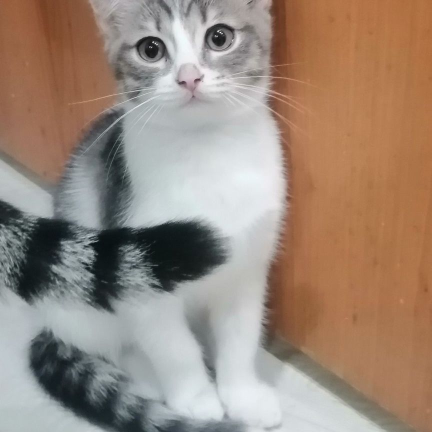 Котята без породы