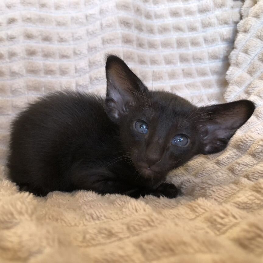 Ориентальная кошка