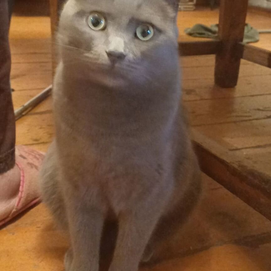 Найденные коты