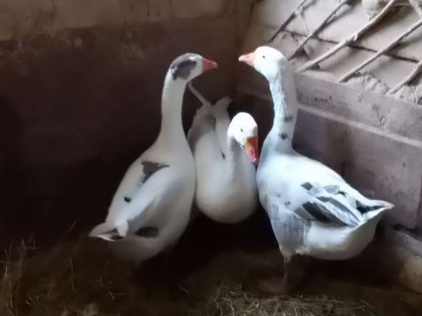 Продам на развод трёх гусаков, трёх гусынь