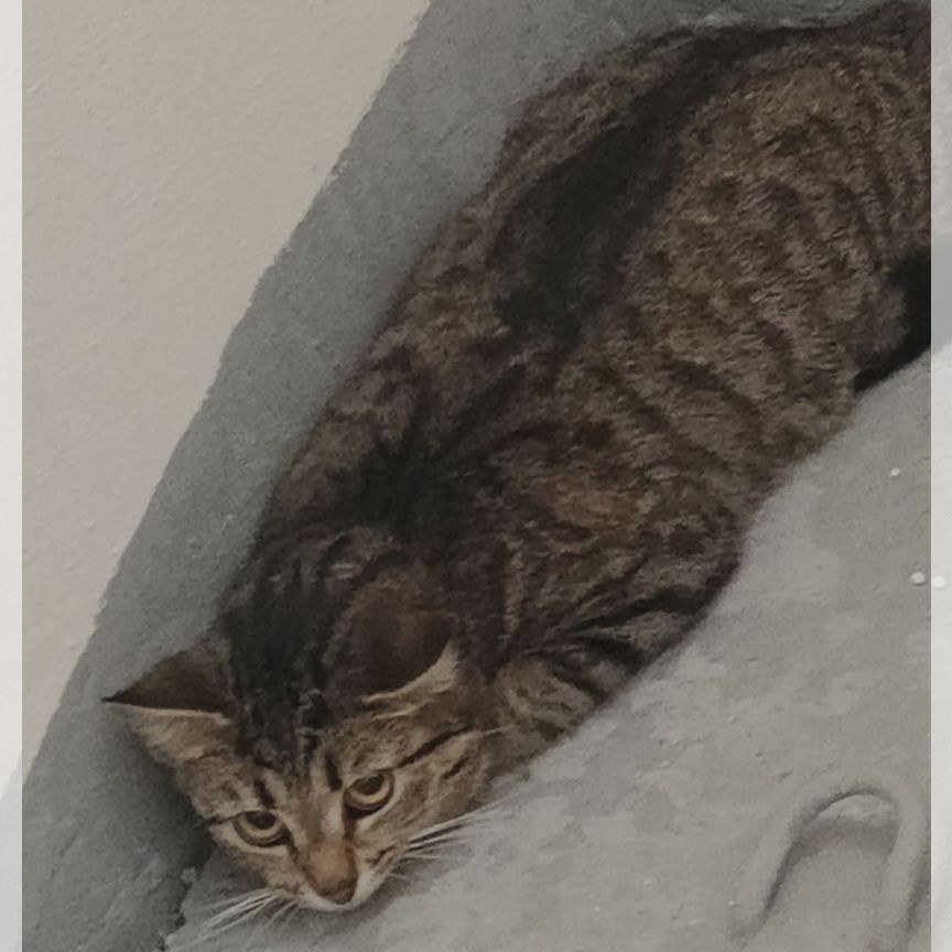 Котики бесплатно в добрые руки