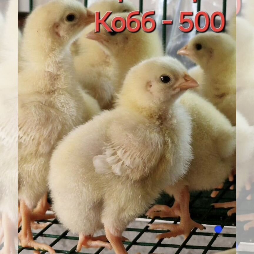 Бройлеры кобб 500 суточные цыплята