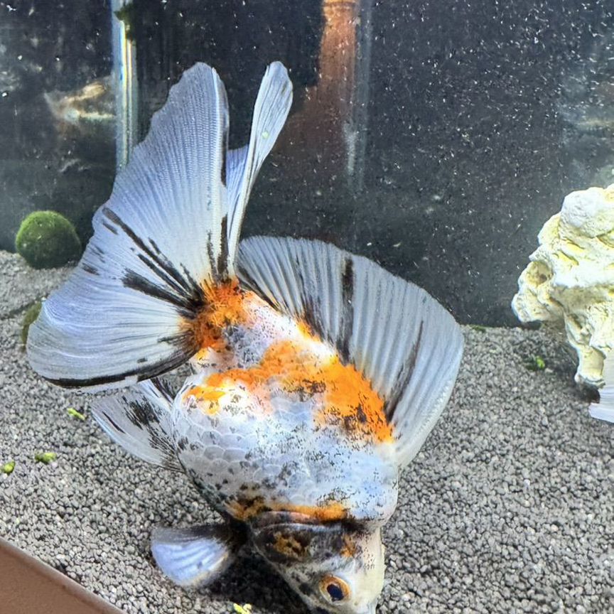 Золотая рыбка Риукин ситцевый XXL