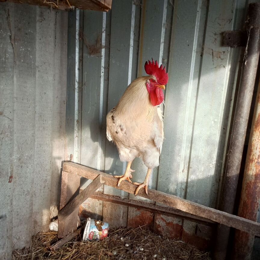 Куры петухи