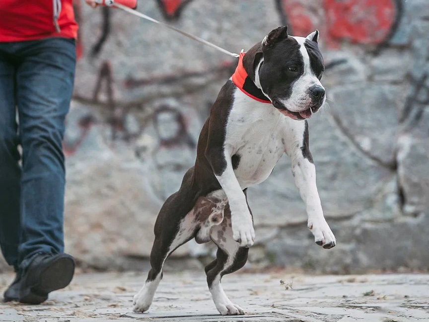 Стаффордширский терьер