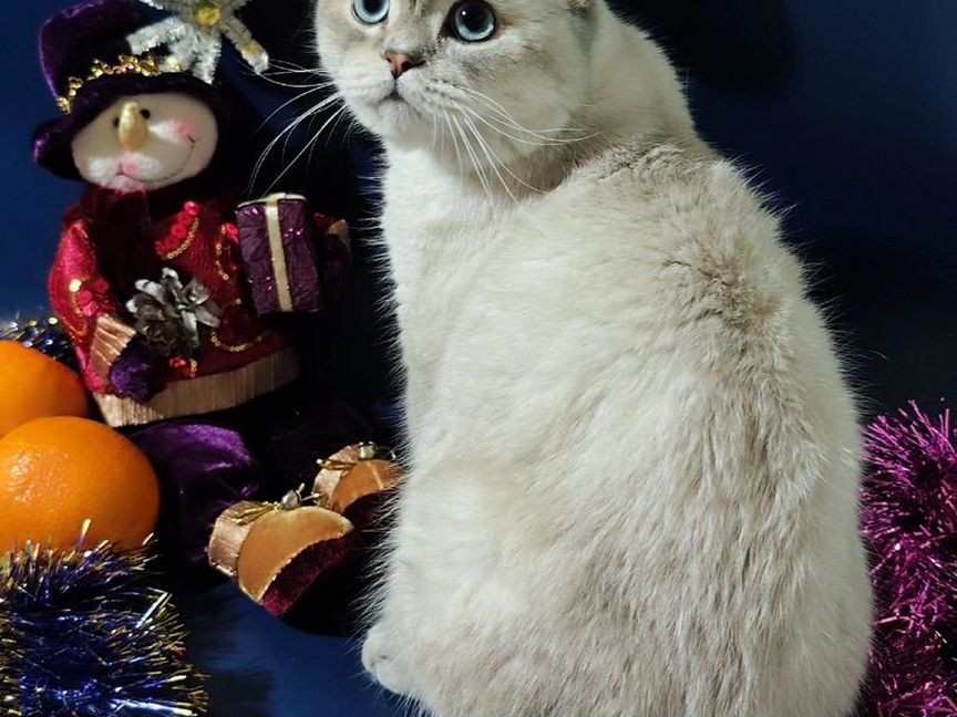 Котик шотландский