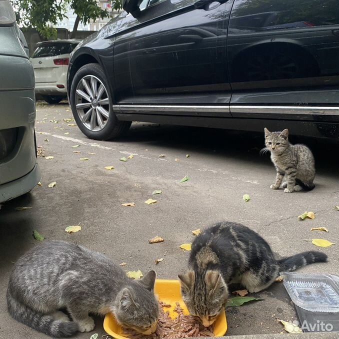 Котята хотят найти свой дом