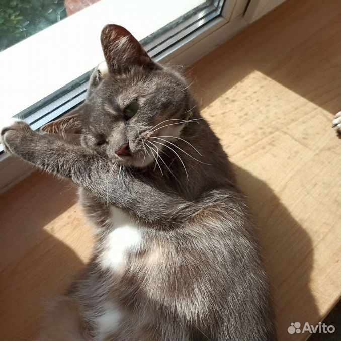 Кот, метис табби