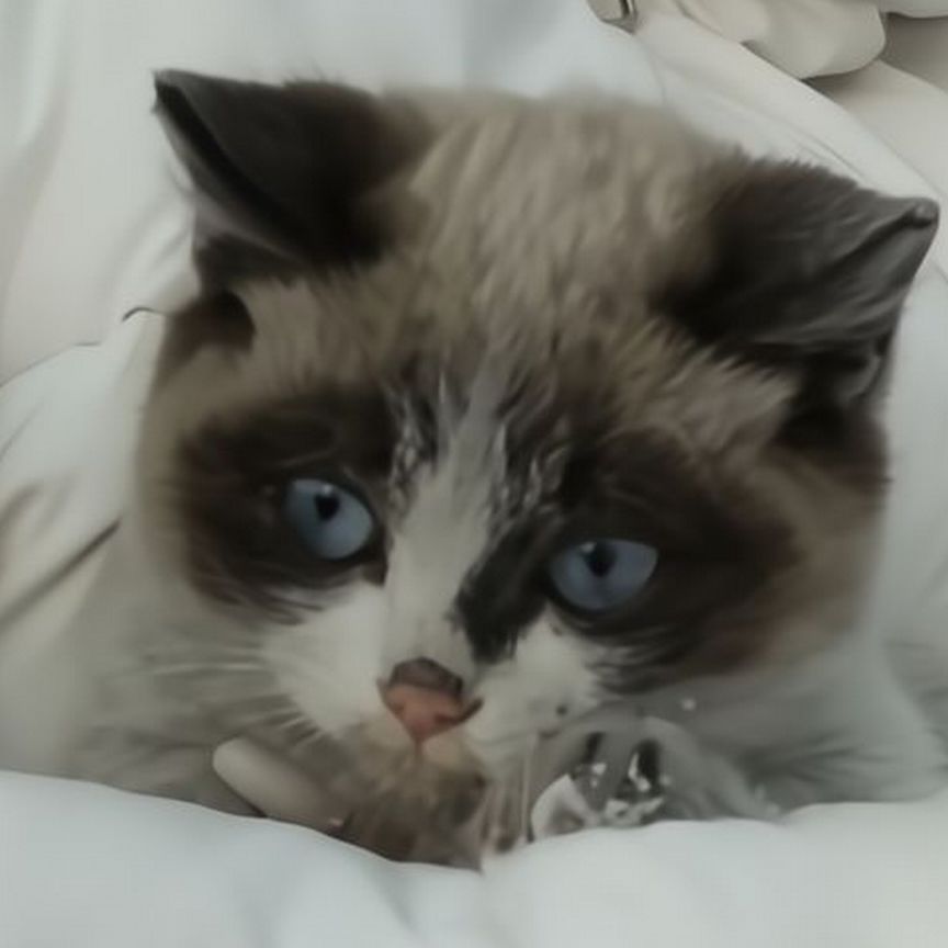 Сиамский котёнок