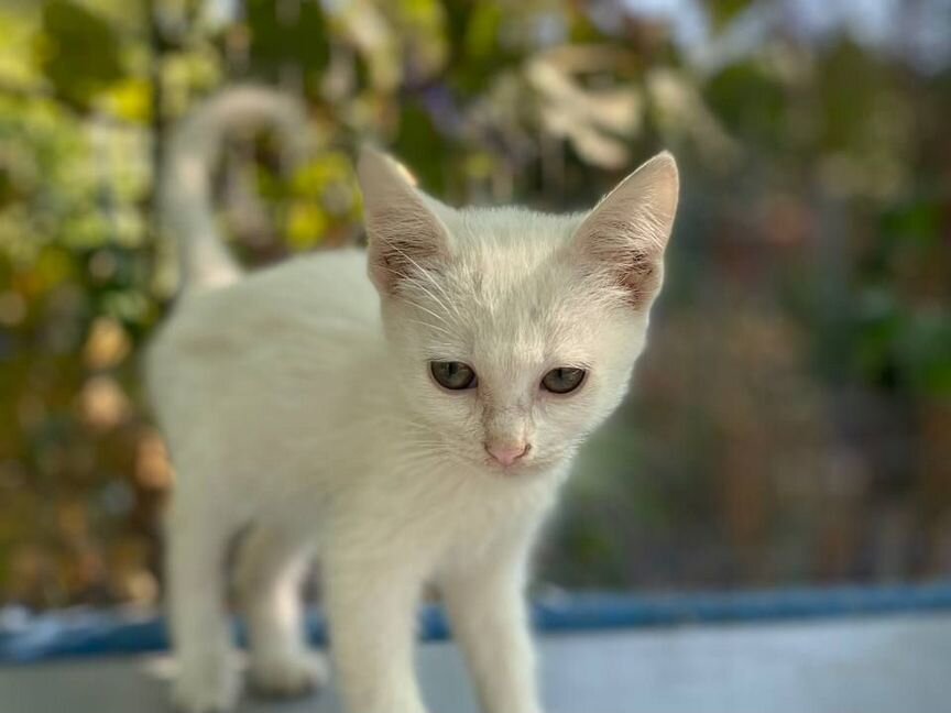 Котята в добрые руки 4 месяца