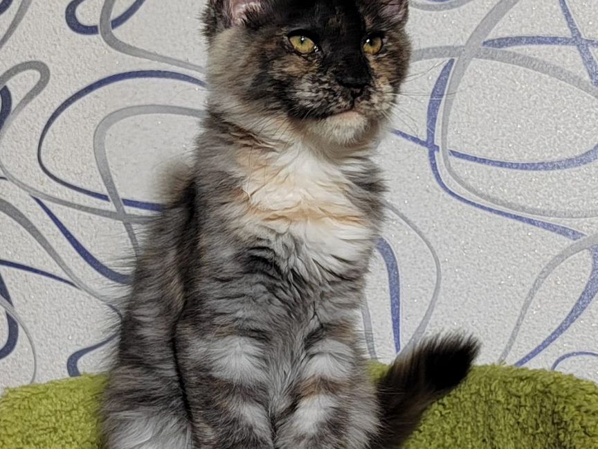 Мейн-кун девочка