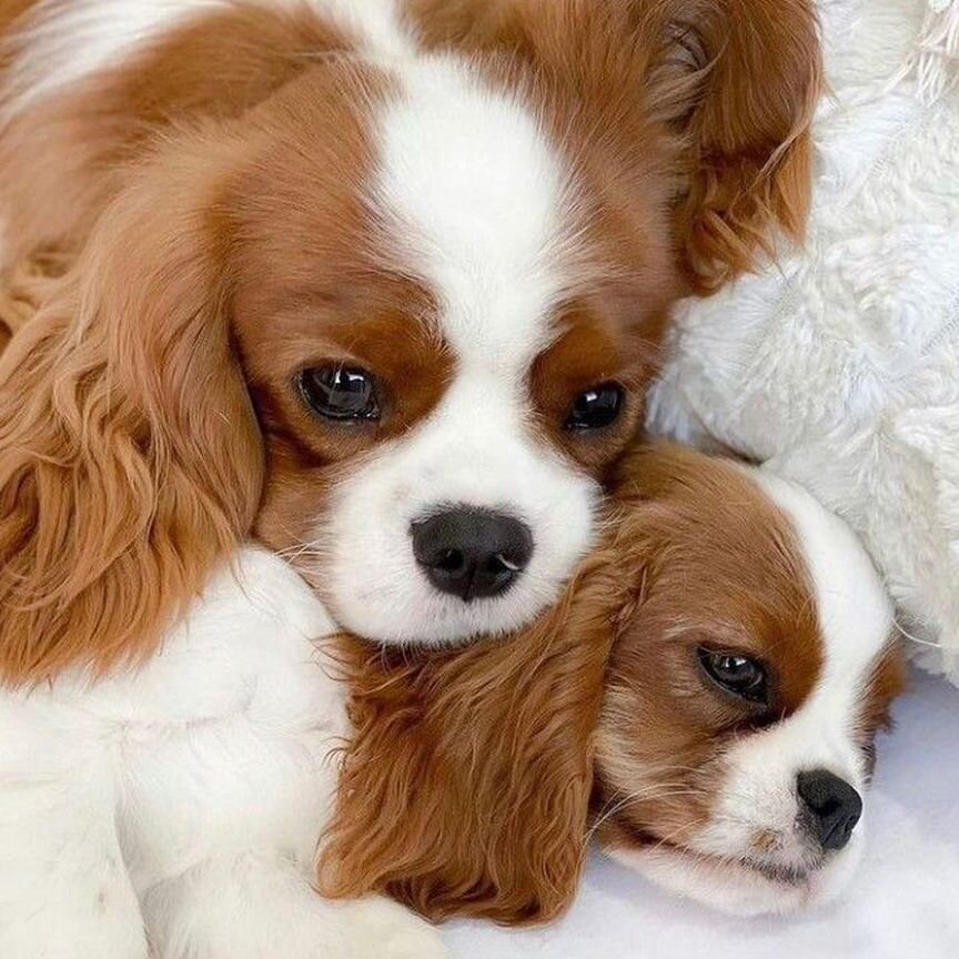 Кавалер кинг-чарльз-спаниель, щенок