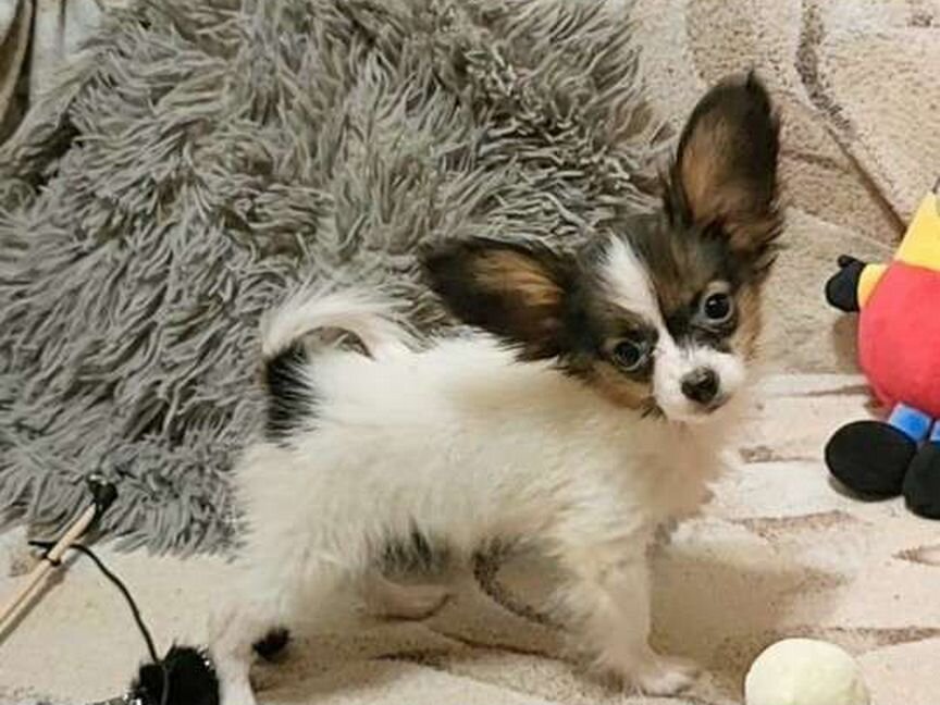 Папийон девочка с РКФ