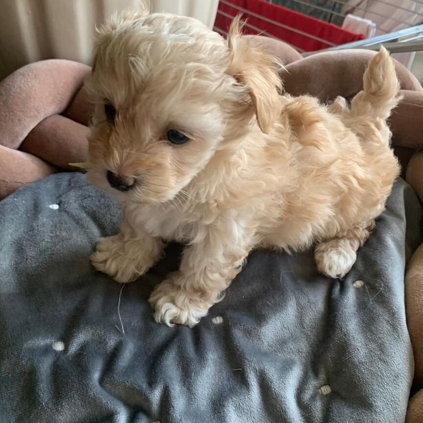 Шикарная девочка Мальтипу