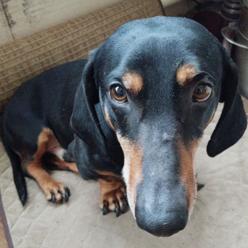 Карликовая такса, вязка