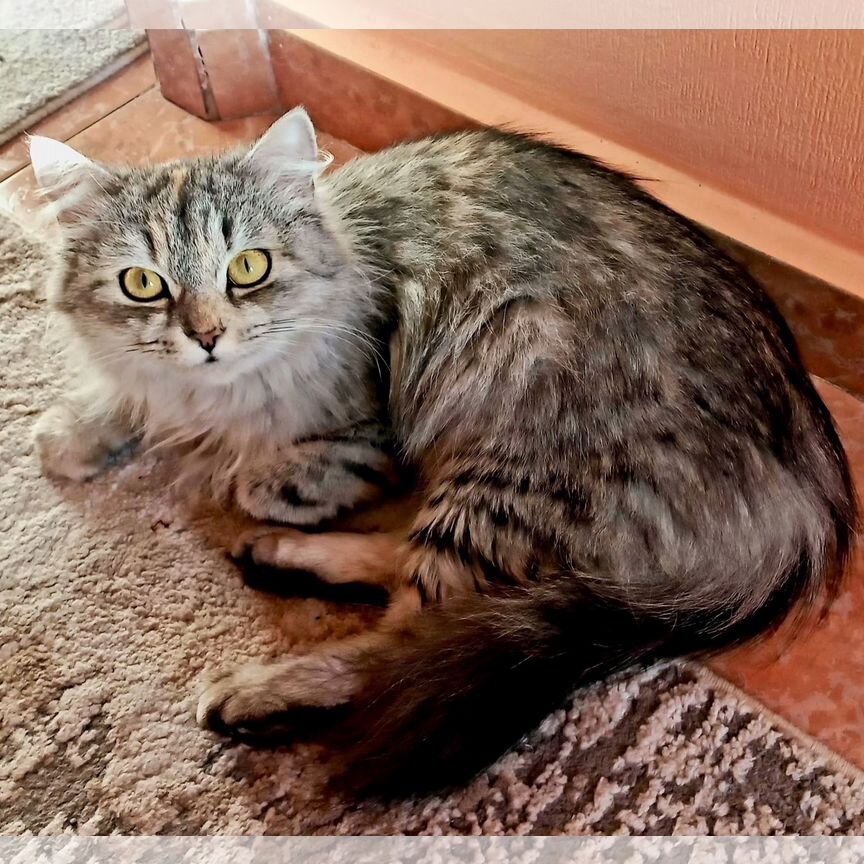 Сибирская, взрослая кошка