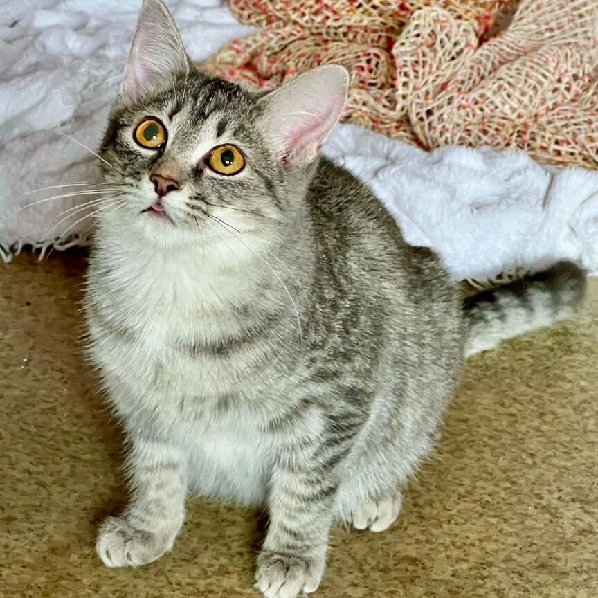 Кошечка 6,5 месяцев