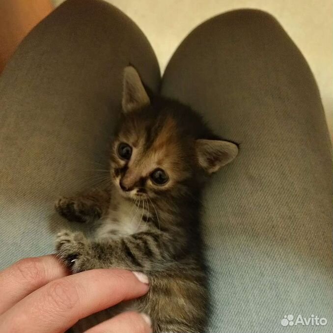 Кошка-крошка