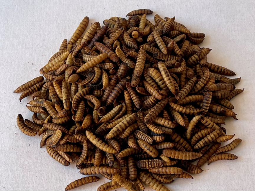 Сушеные личинки чёрной львинки Корм сухой 100Г