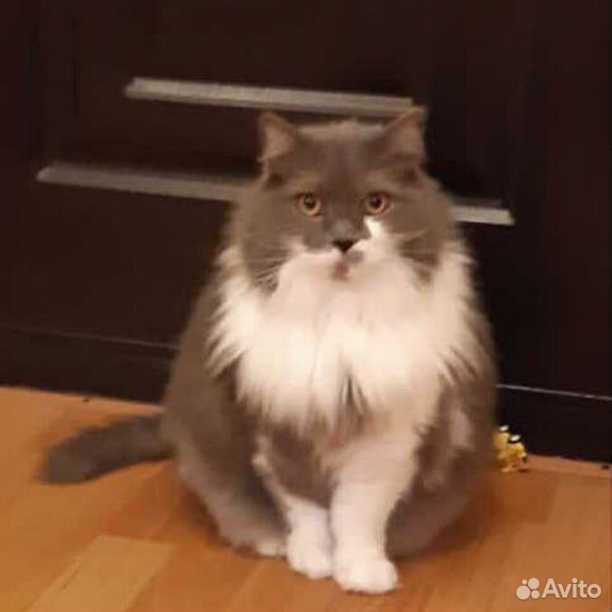 Кот норвежская лесная и британец отдам