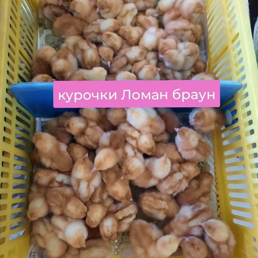 Несушка ломан браун курочка