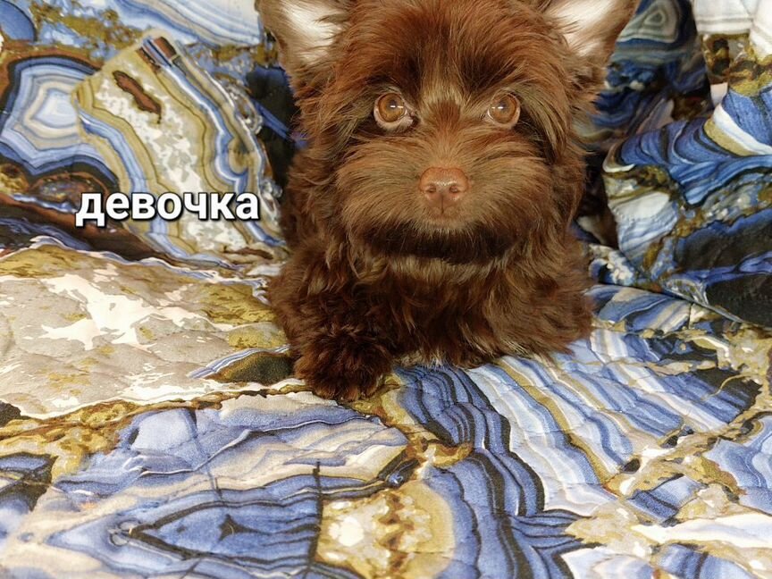 Шоколадные детки-конфетки