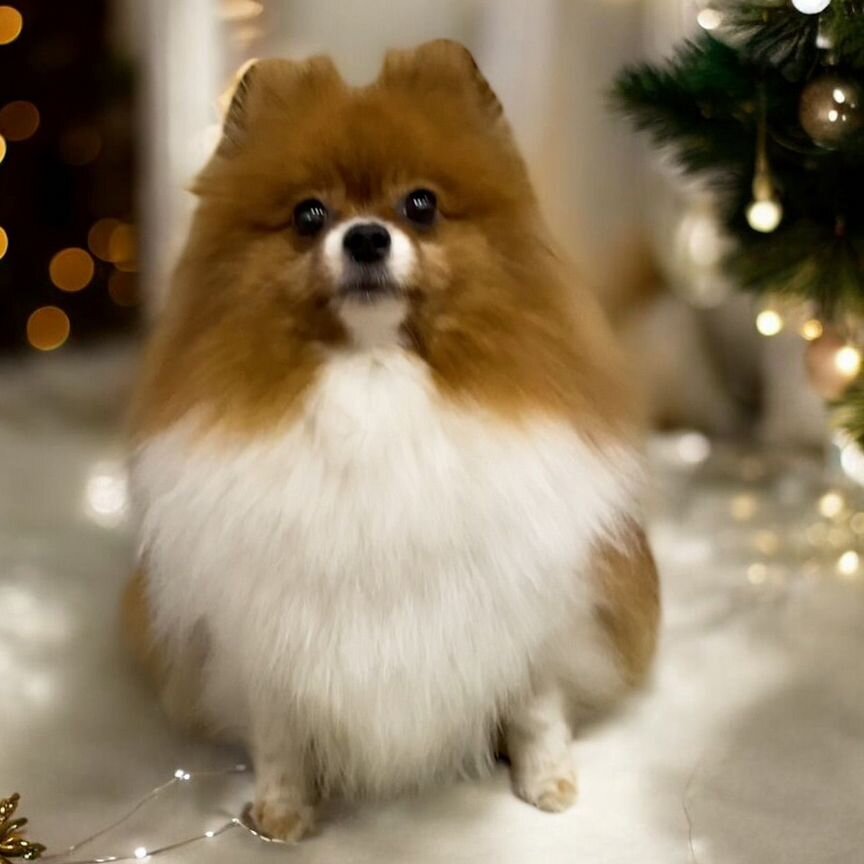 Померанский шпиц, взрослая собака