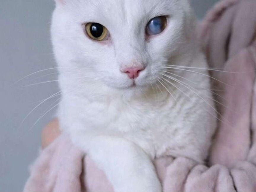 Кошка в дар