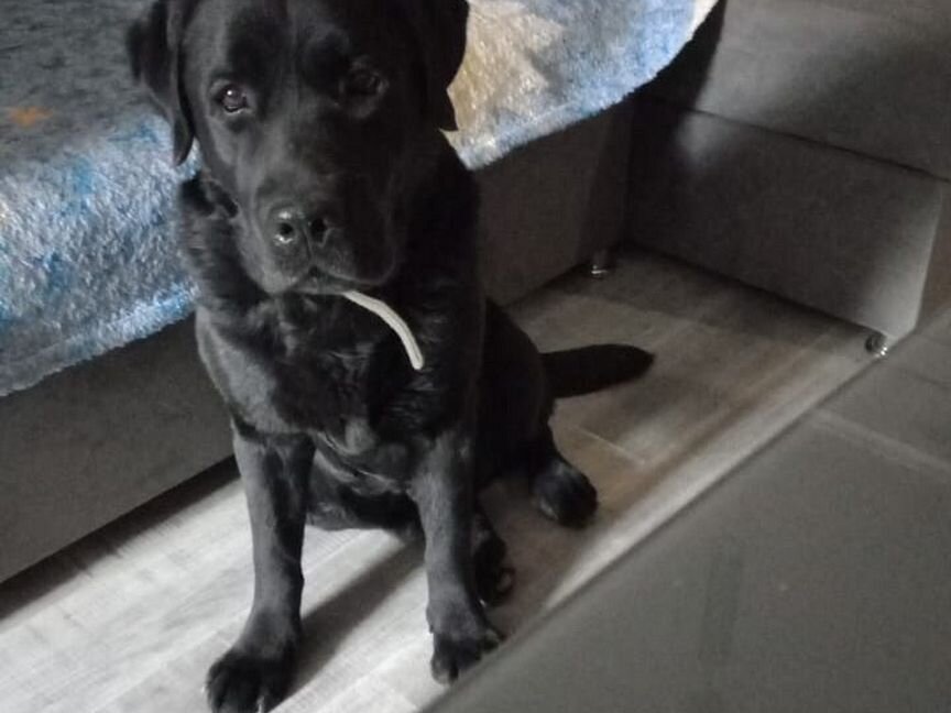 Лабрадор ищет семью