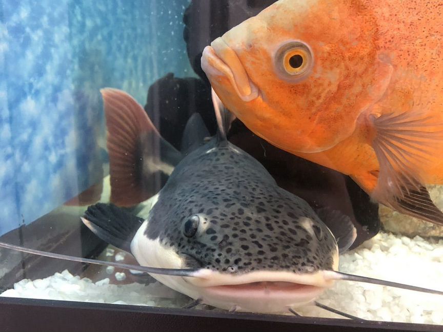 Сомик красавчик (краснохвостый)