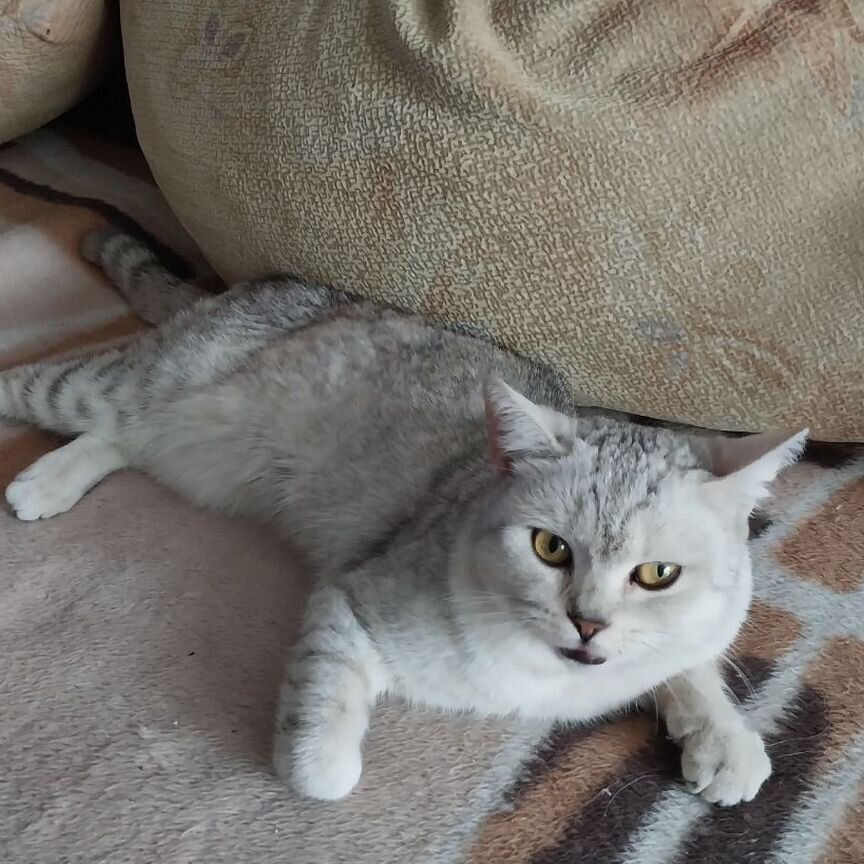 Британская короткошёрстная, взрослая кошка