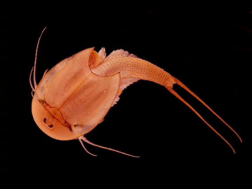 Щитень американский красный (Тrioрs longiсaudatus)