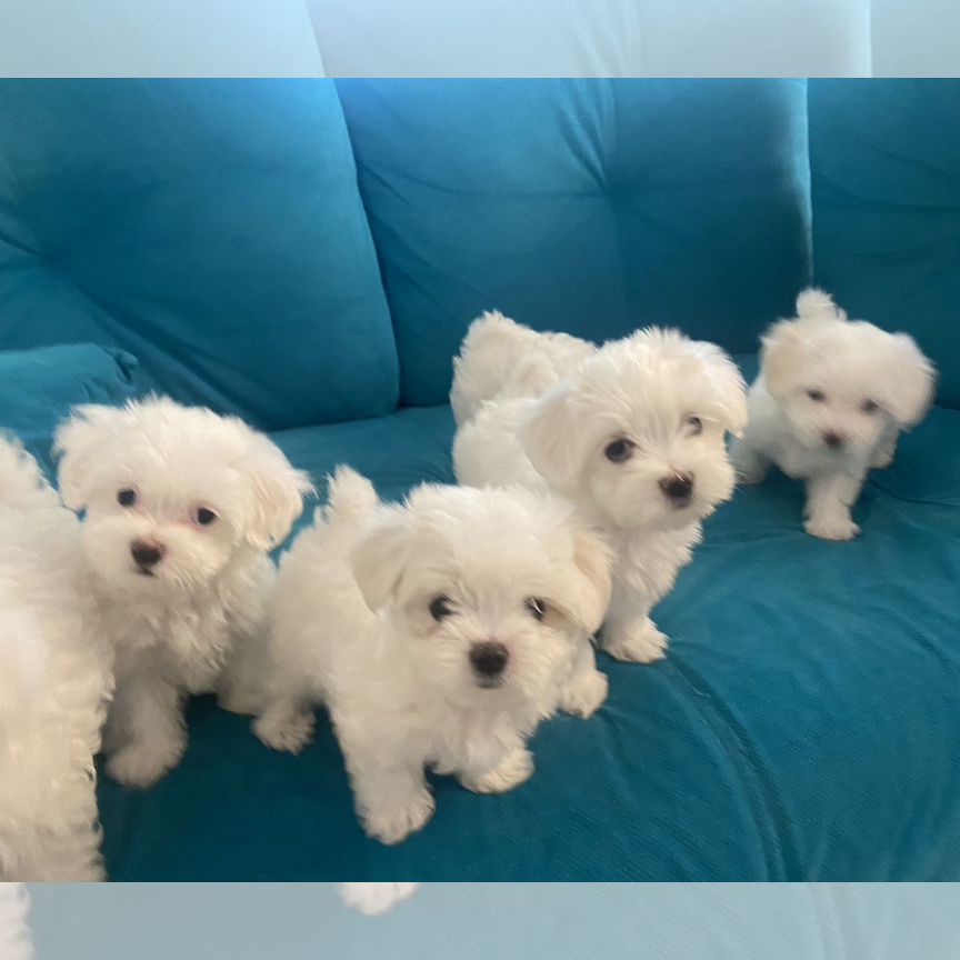 Щенки мальтезе мини