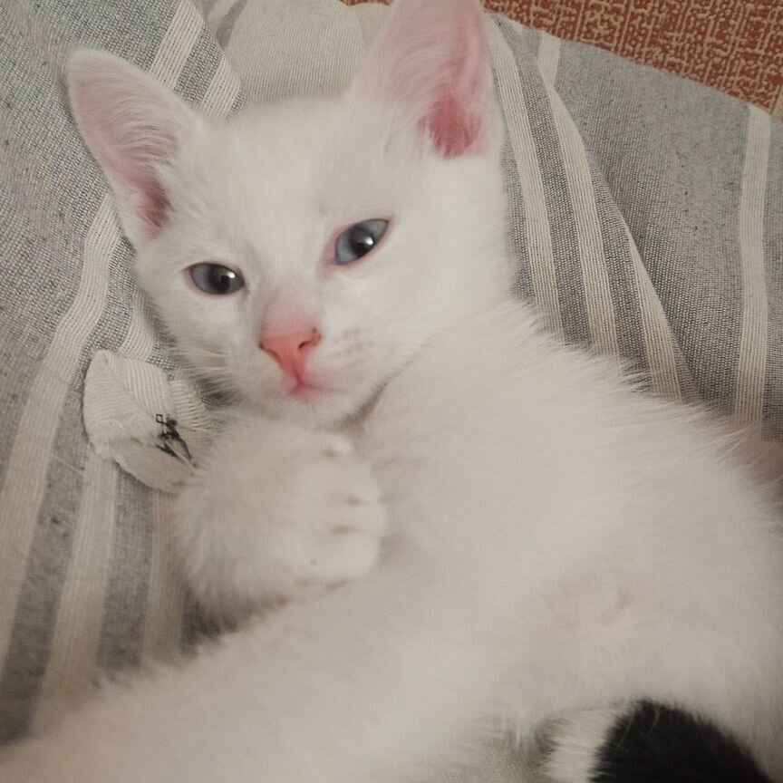 Сиамский котёнок