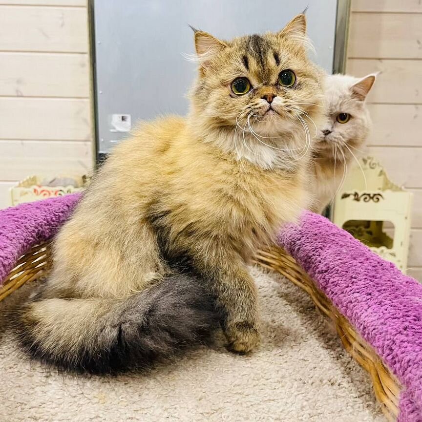 Британская длинношерстная кошечка